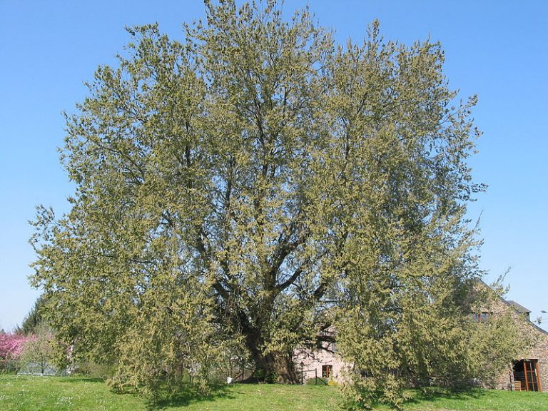 Der Baum des Jahres 2019 Ulmus laevis – Die Flatterulme - Dendron Akademie